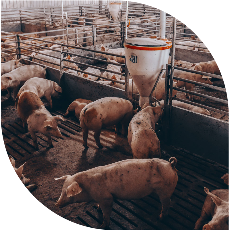 HEFT - Improving farm animal management